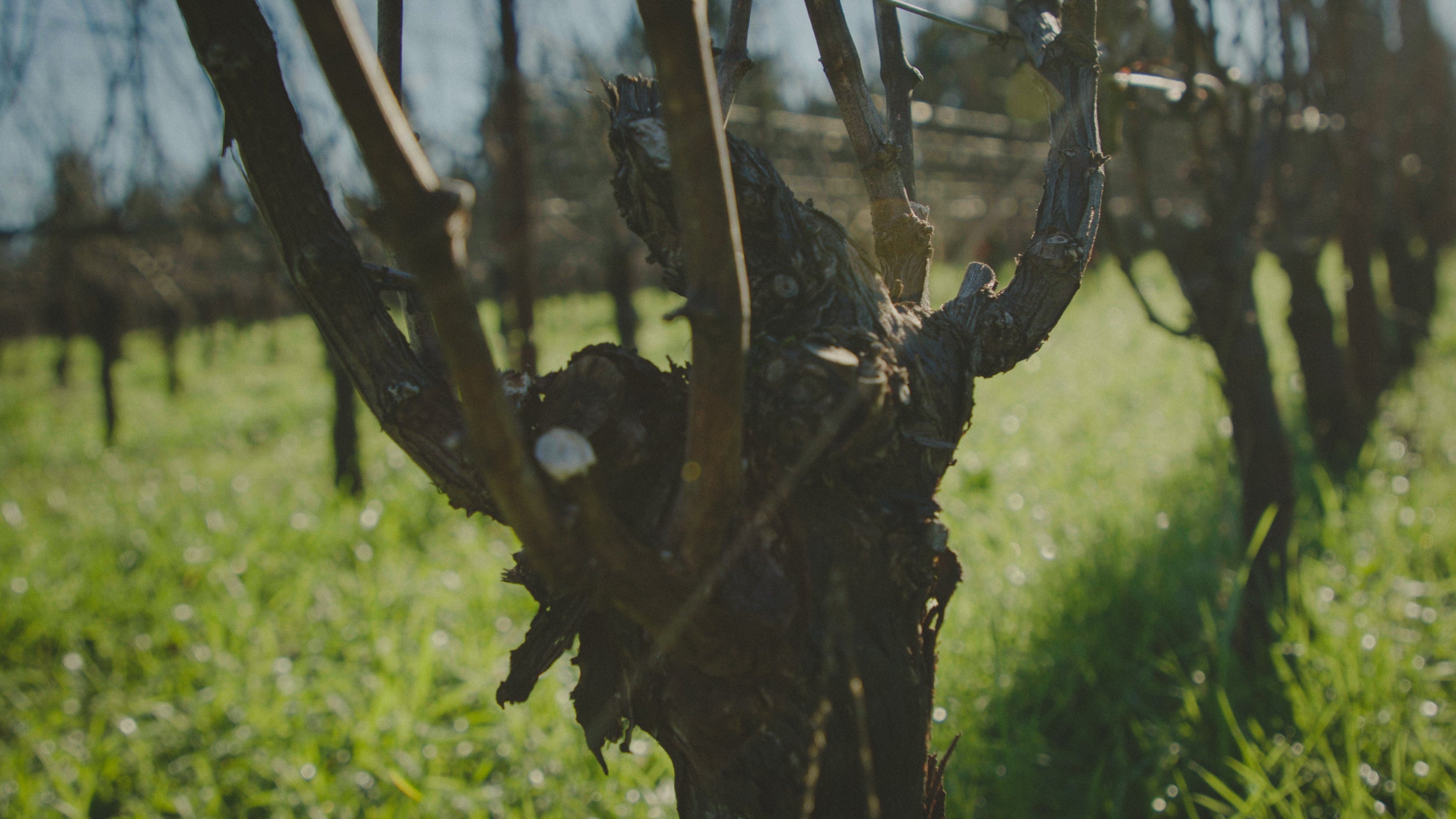 Evening Land Chardonnay, From Lafon to Today. (Part Two) – Evening Land ...