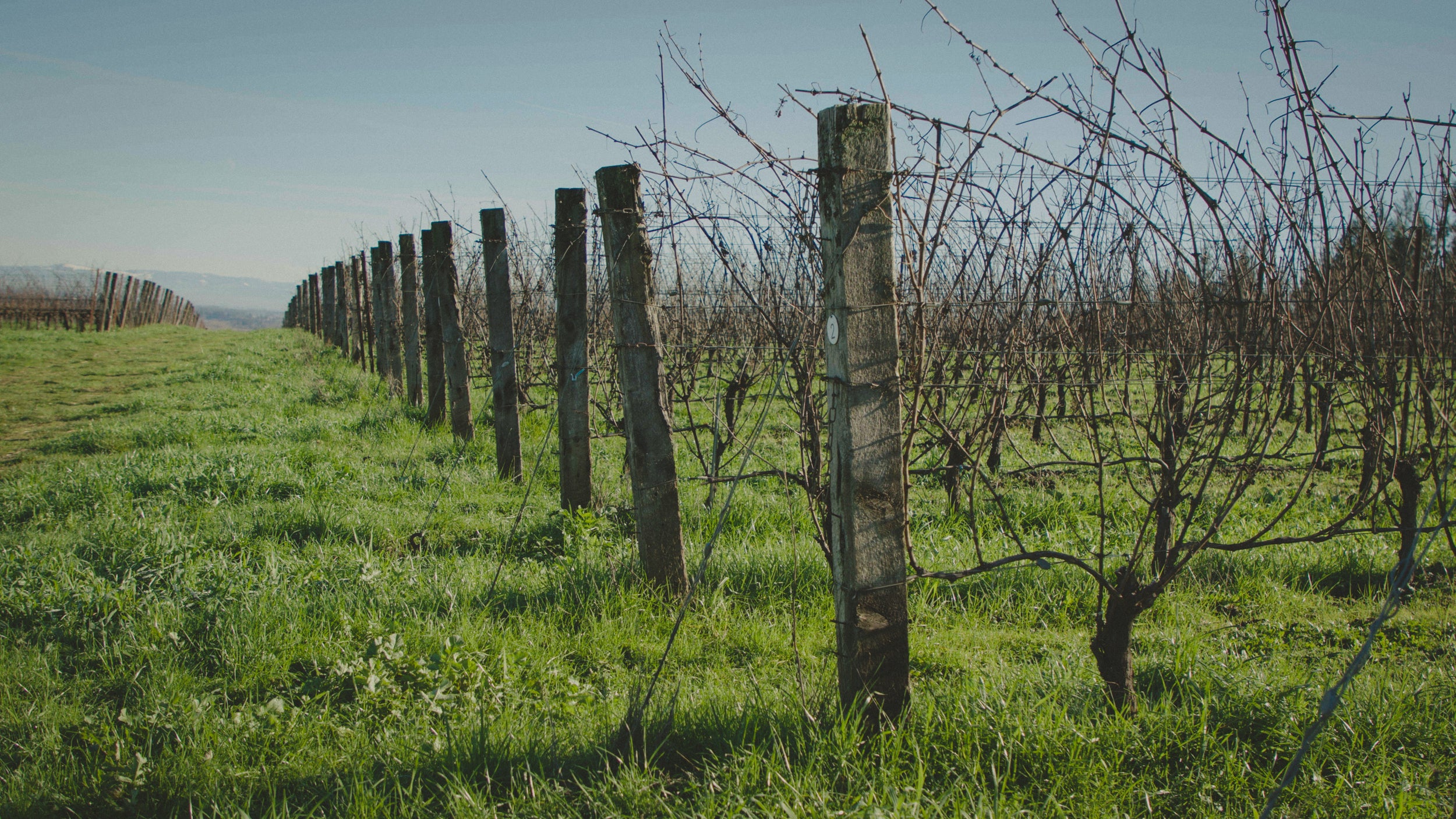 Evening Land Chardonnay: From Lafon to Today. (Part One) – Evening Land ...
