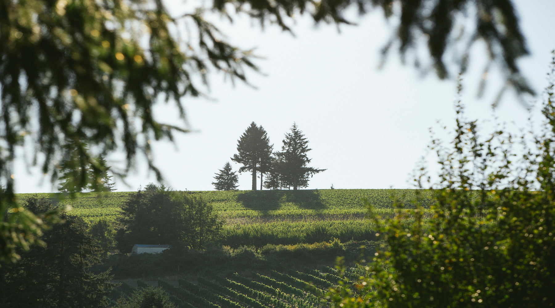 Behind the Scenes: Building a New Website – Evening Land Vineyards