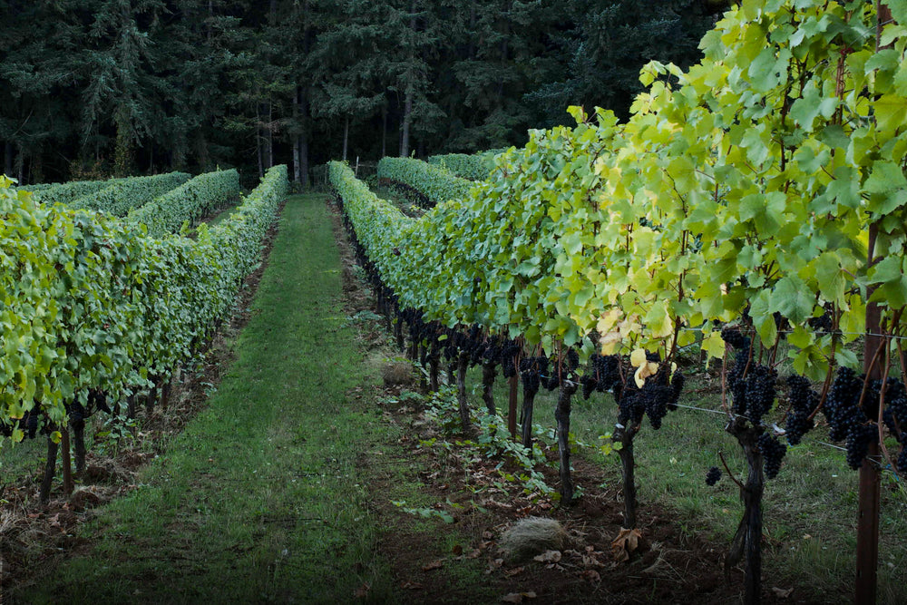 Evening Land Vineyards – Evening Land Vineyards