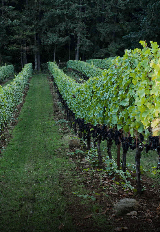 Evening Land Vineyards – Evening Land Vineyards